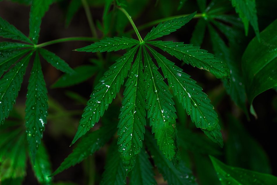 Cannabis Grow Facility Design 101, Part 2: Water Usage | phcppros