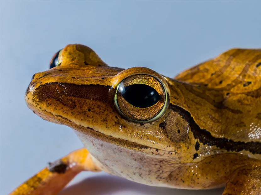 Boiling the Frog | 2017-03-09 | phcppros